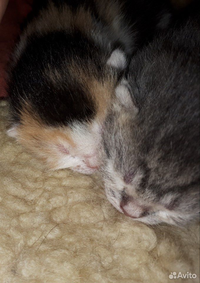 Котята (бесплатно)