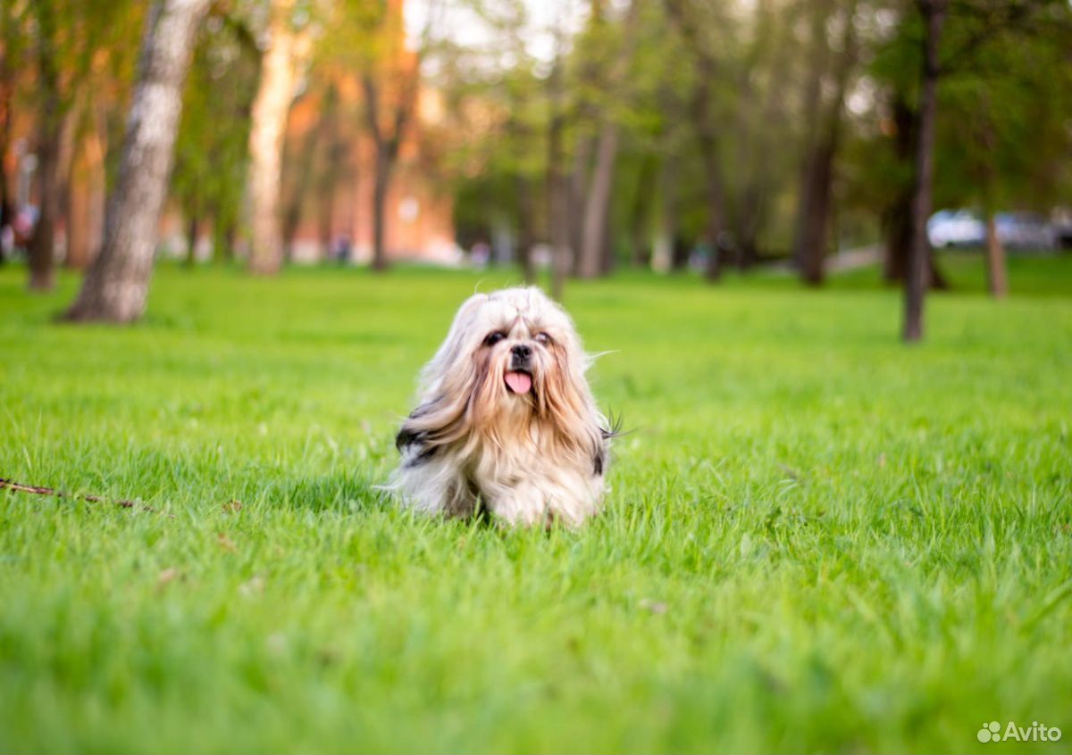 Пропала собака