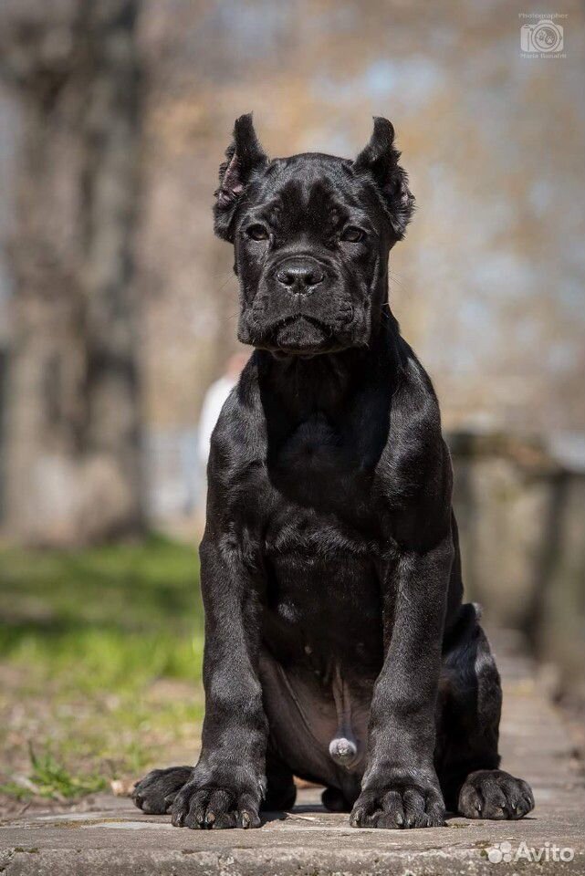 Чёрный щенок Кане Корсо 3.5 мес