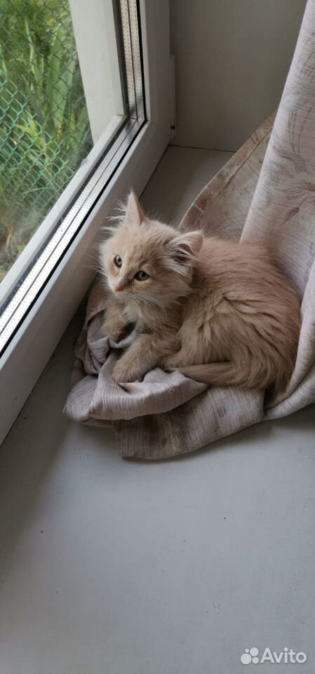 Котенок, мальчик, 2,5 месяца