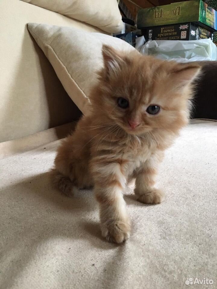 Чудесные рыжие котята (остался 1 мальчик)