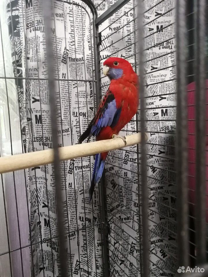 Самец пенантовой розеллы