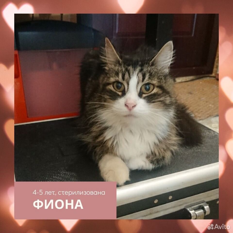 Кошка 4-5 лет в добрые руки