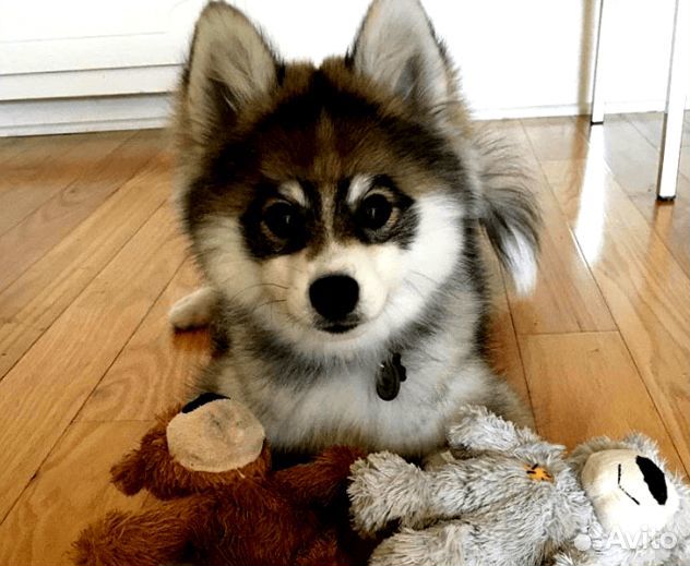 Помски (мини - хаски)