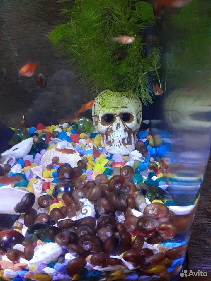 Мальки меченосца