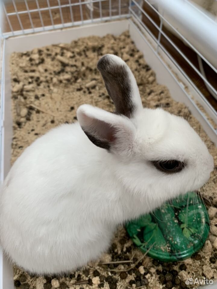 Декоративный кролик