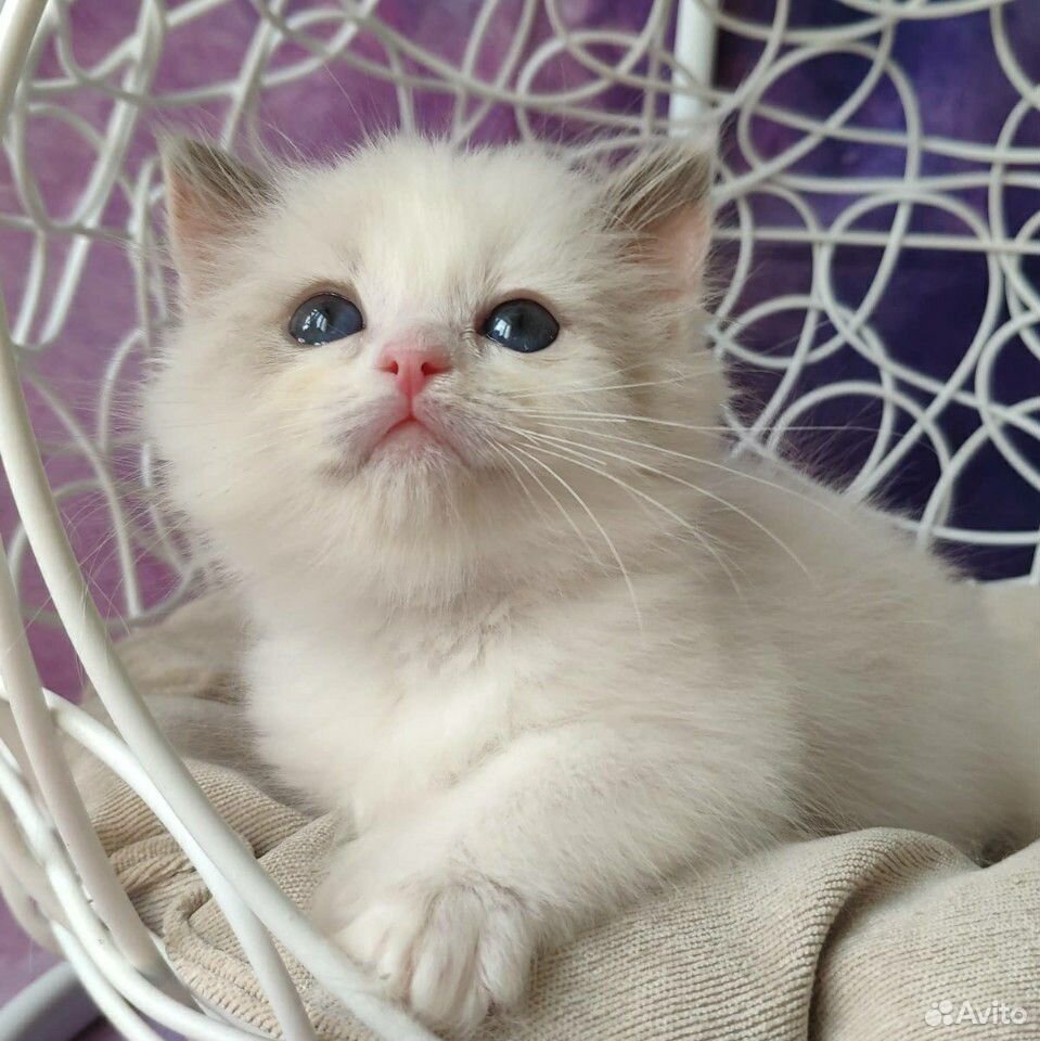 Девочка, блю биколор, рэгдолл