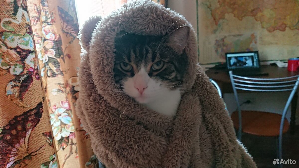 Кот
