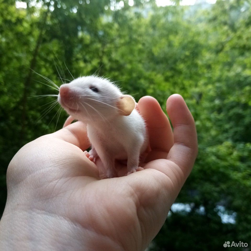 Ручные крысята дамбо