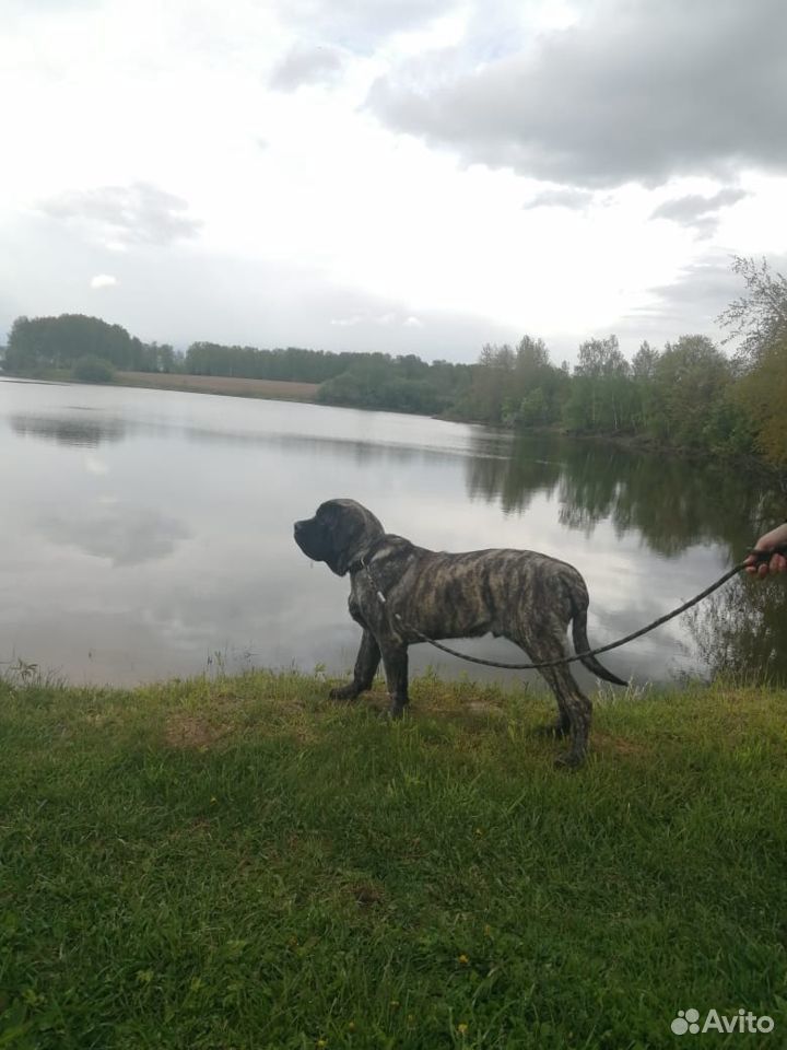 Щенок Английского Мастифа, кобель, тигрового окрас