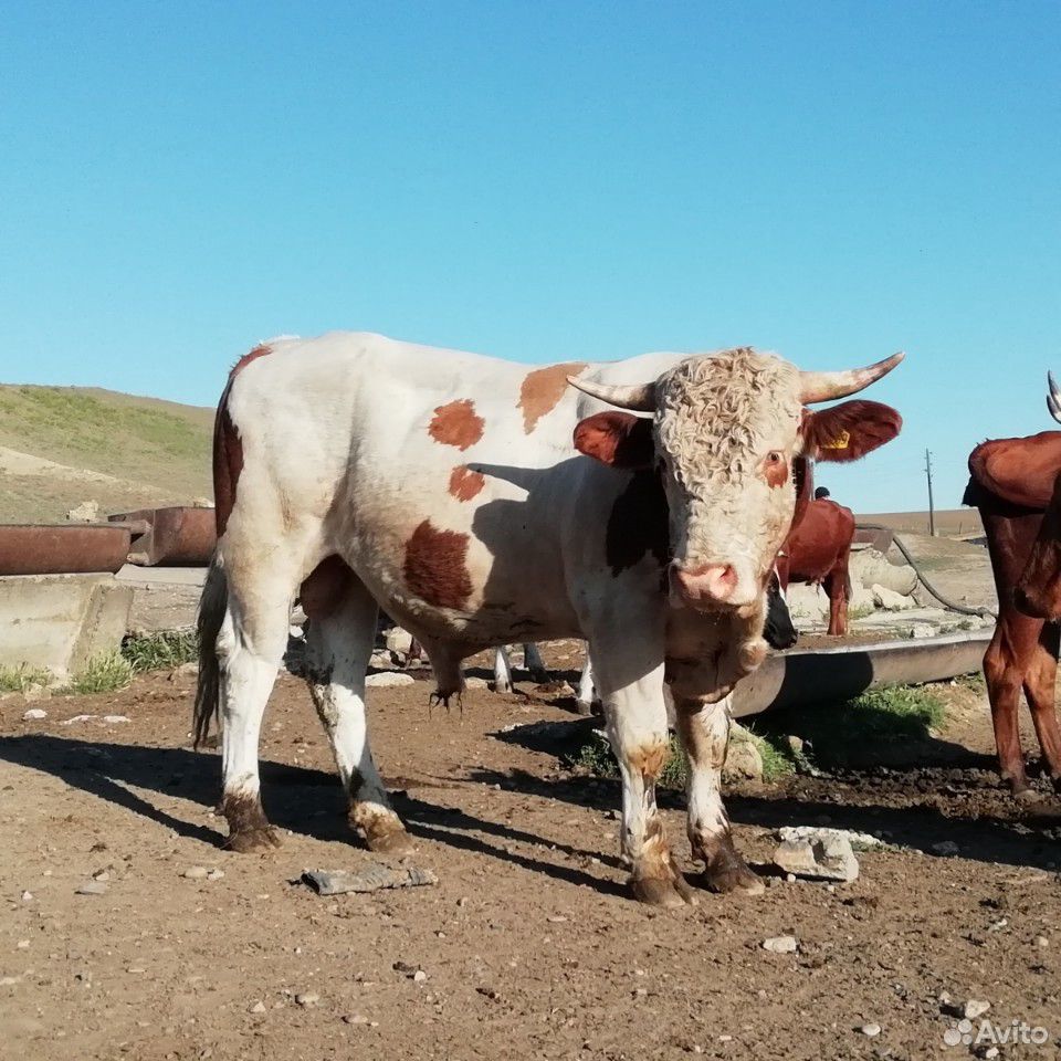 Бык сементал