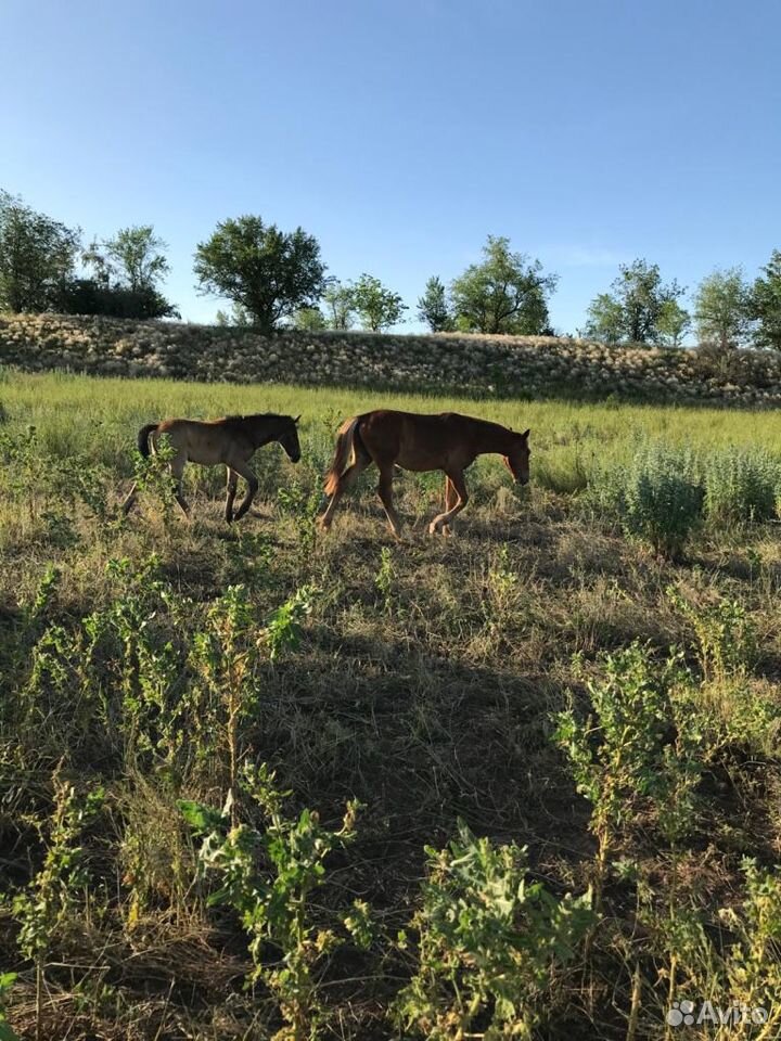 Лошадь обмен на крс