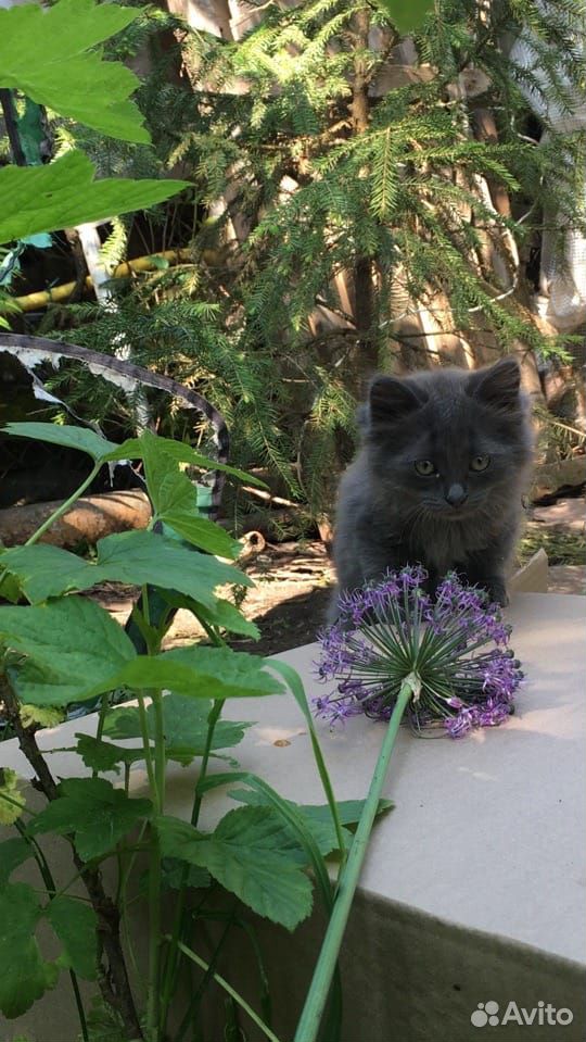 Мальчик 2мес голубого окраса метис пушистый