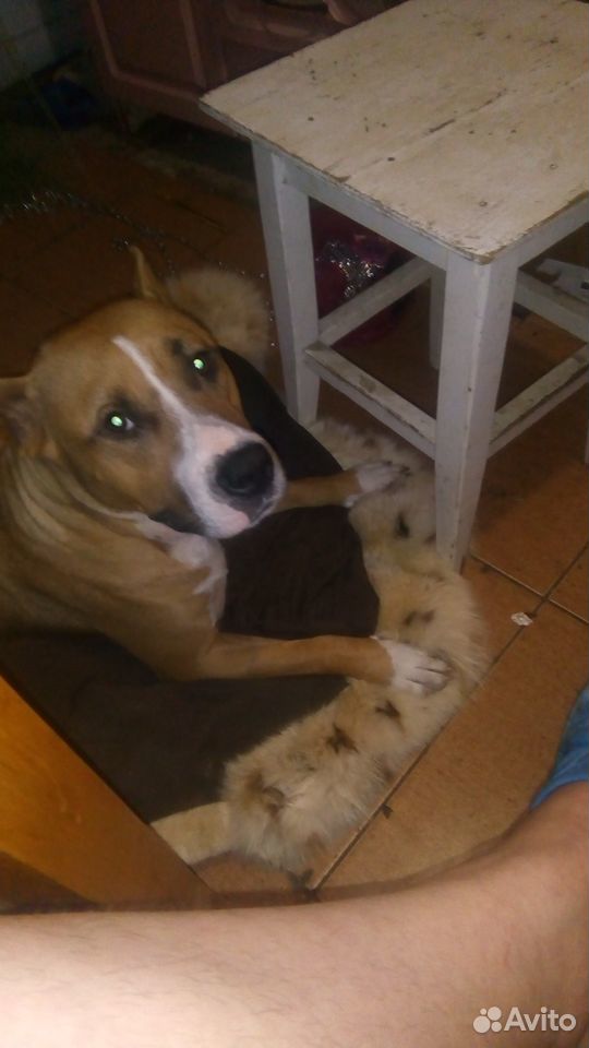 Продаю щенков амстаффа. От чистопородных родителей