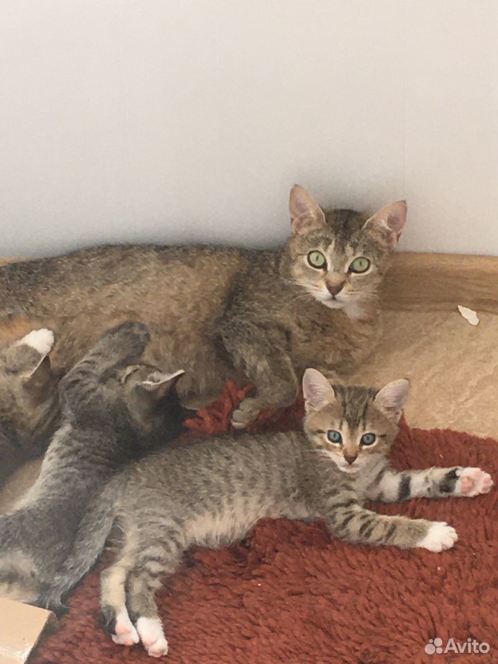 Молоденькая кошечка Мусенька 1-2 года ищет свой до