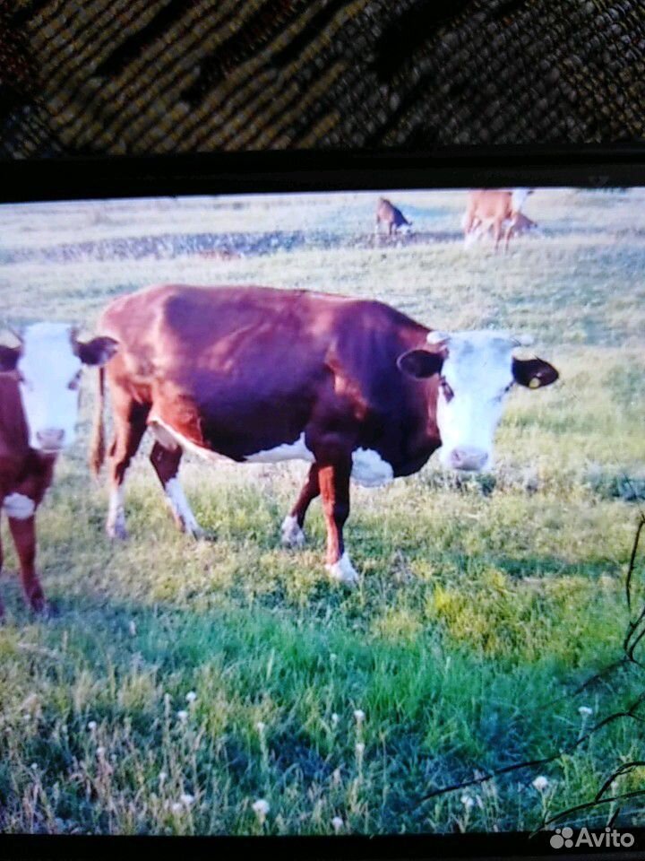 Скот и фазенда