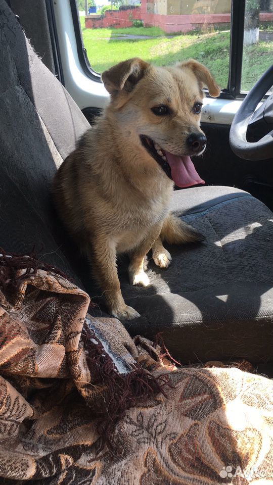 Молодая собака Муха ищет хозяина