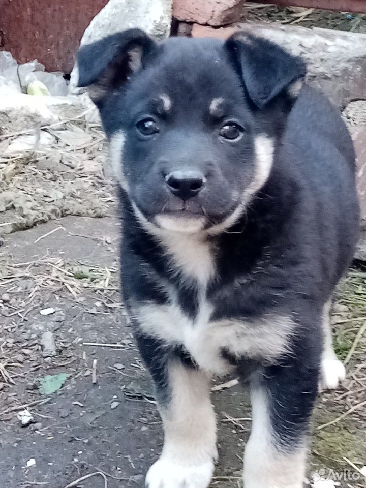 Щенок дворняжка 2 месяца
