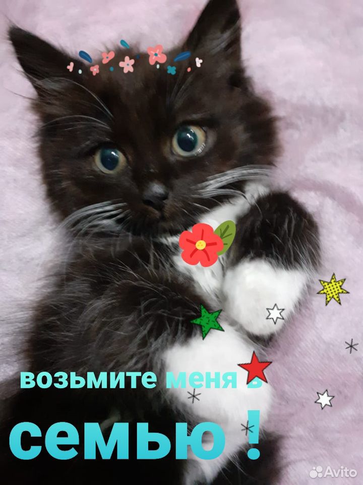 Котёнок, дев., 1.5 мес., мишель, пушистая