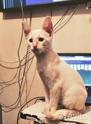 Найден котенок