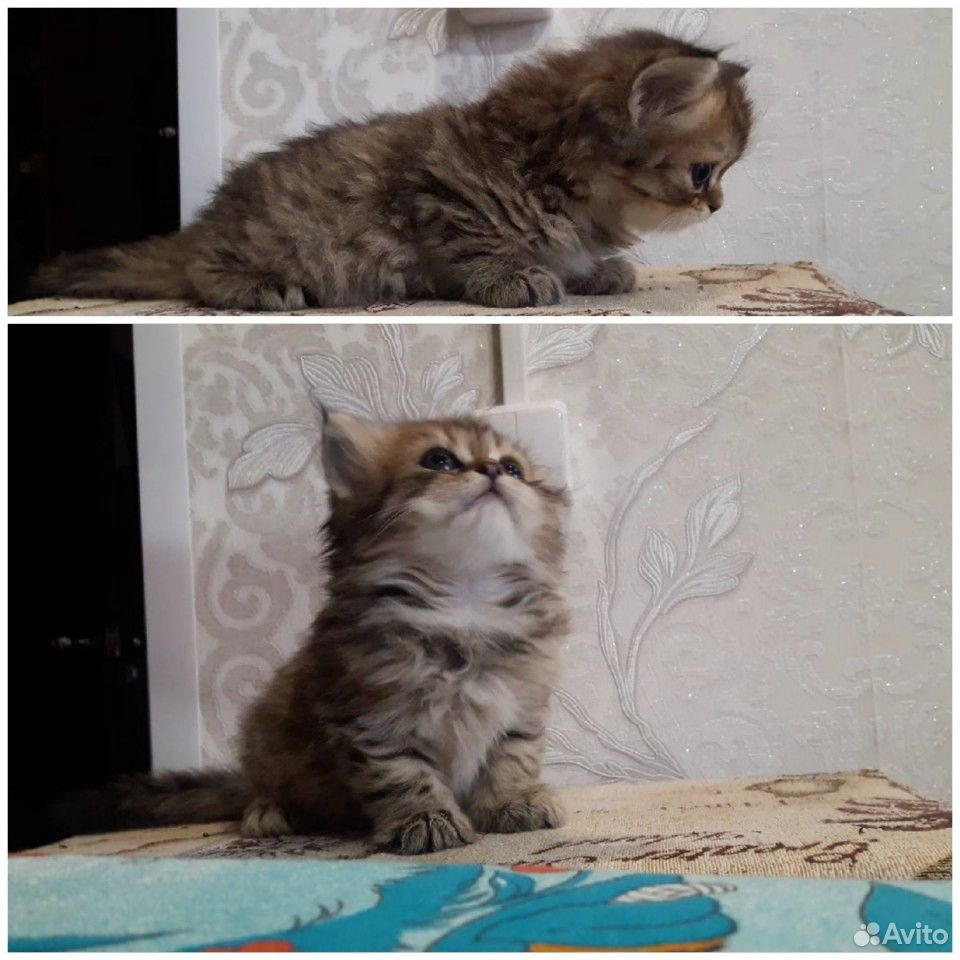 Шотландские лапотульки