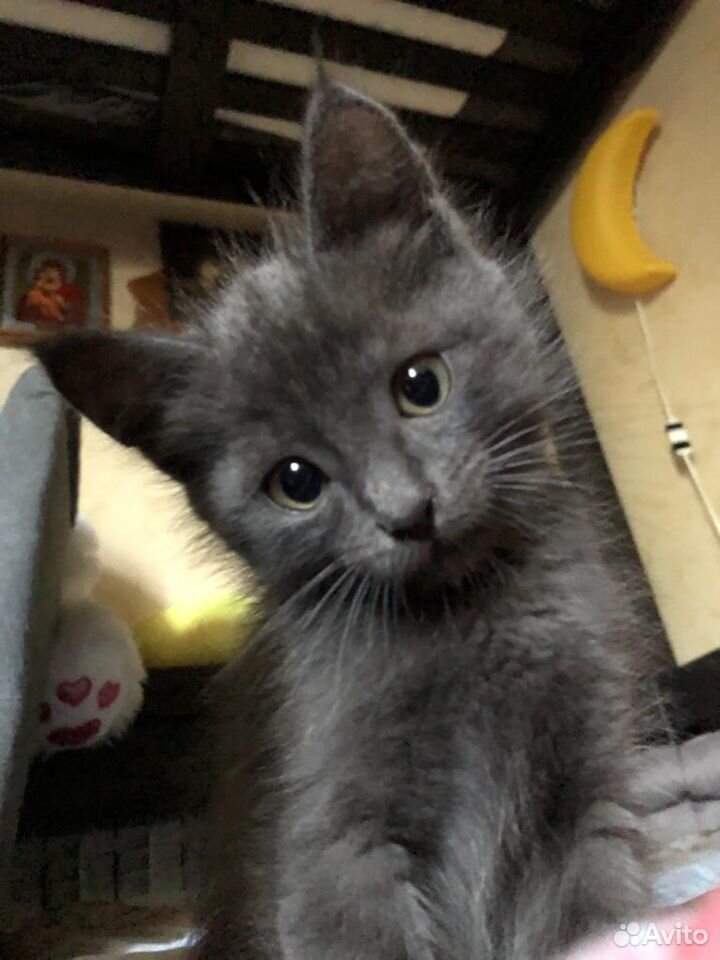 Нибелунг мальчик 2,5 мес