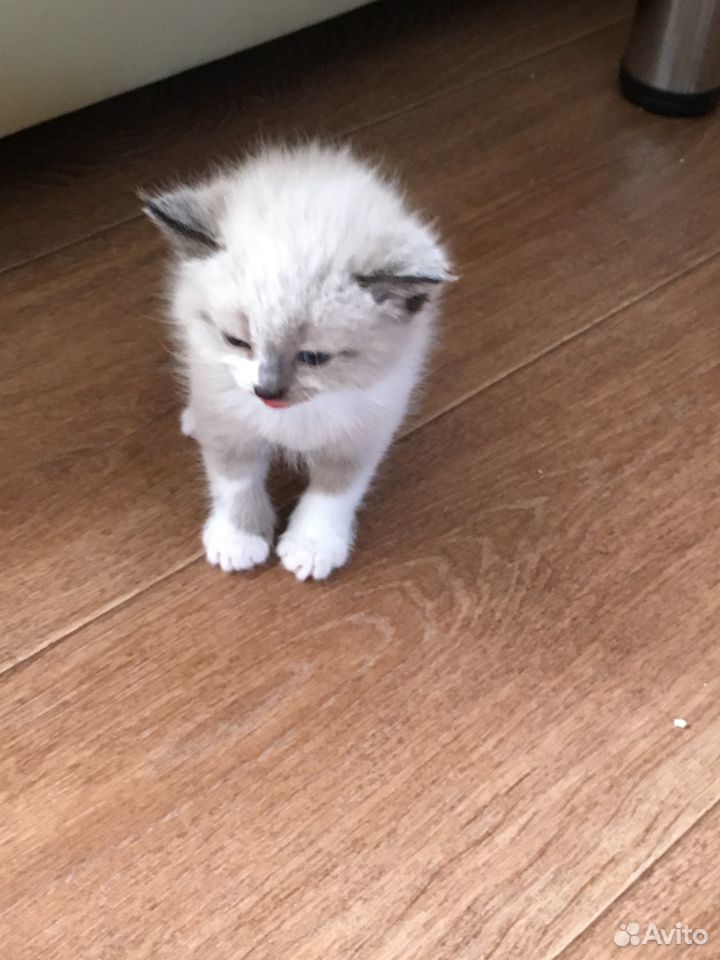 Котёнок