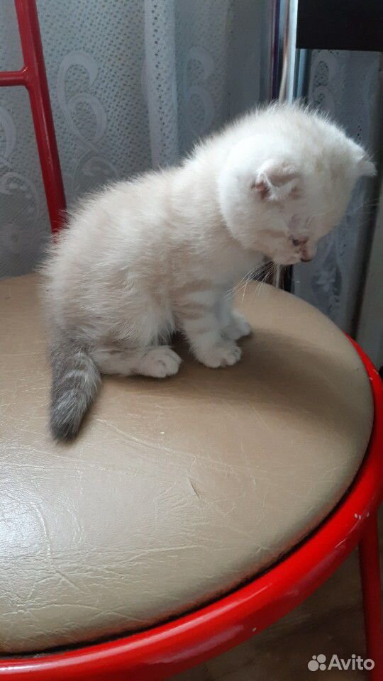 Шотландские веслоухие котята