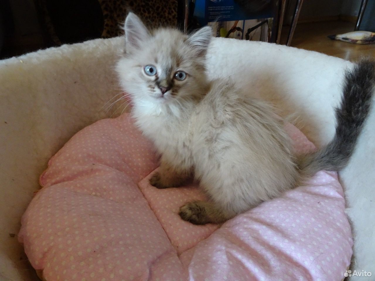 Котенок