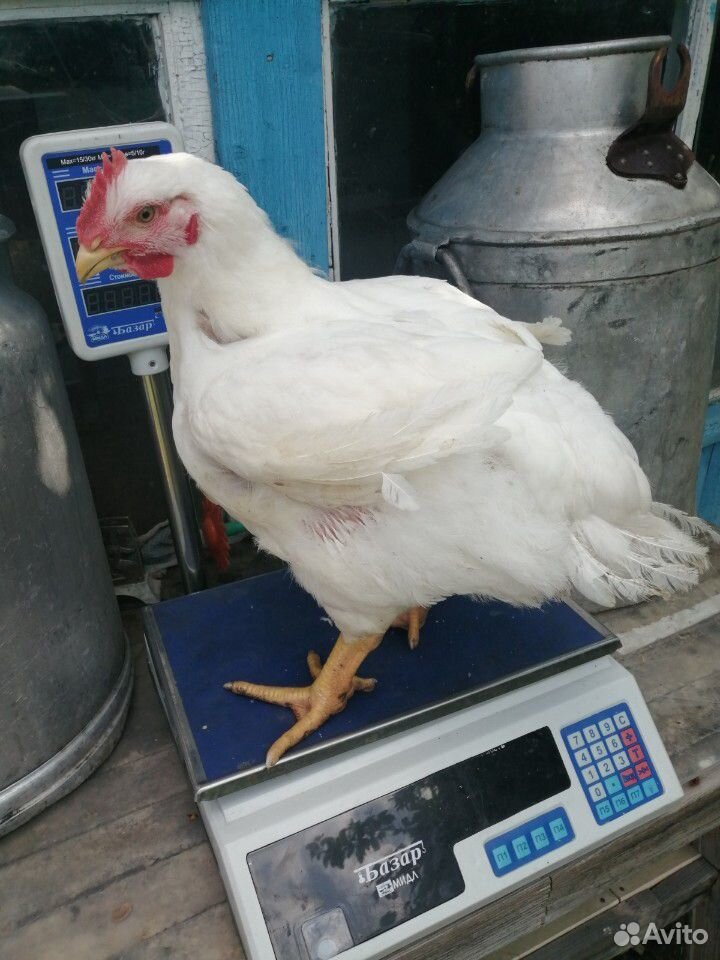 Цыплята броллеров кобб500