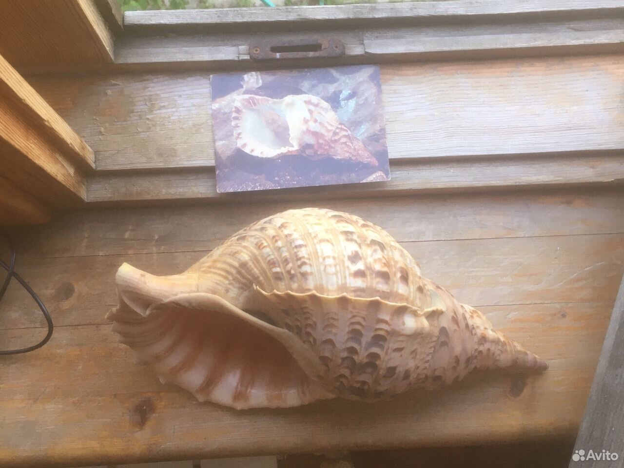 Варония Тритона