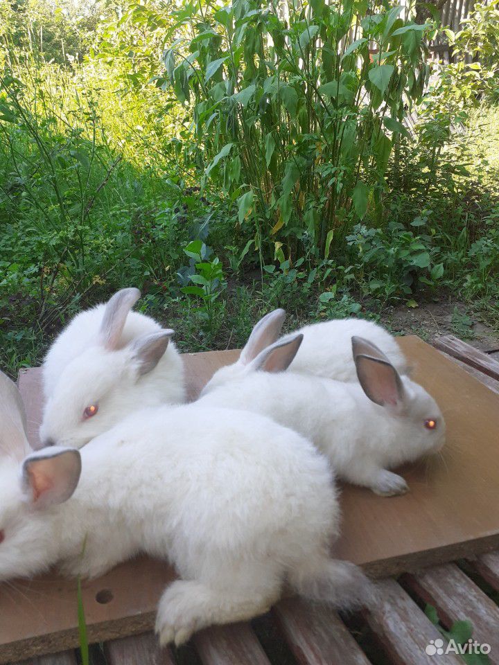 Кролики Калифорнийцы