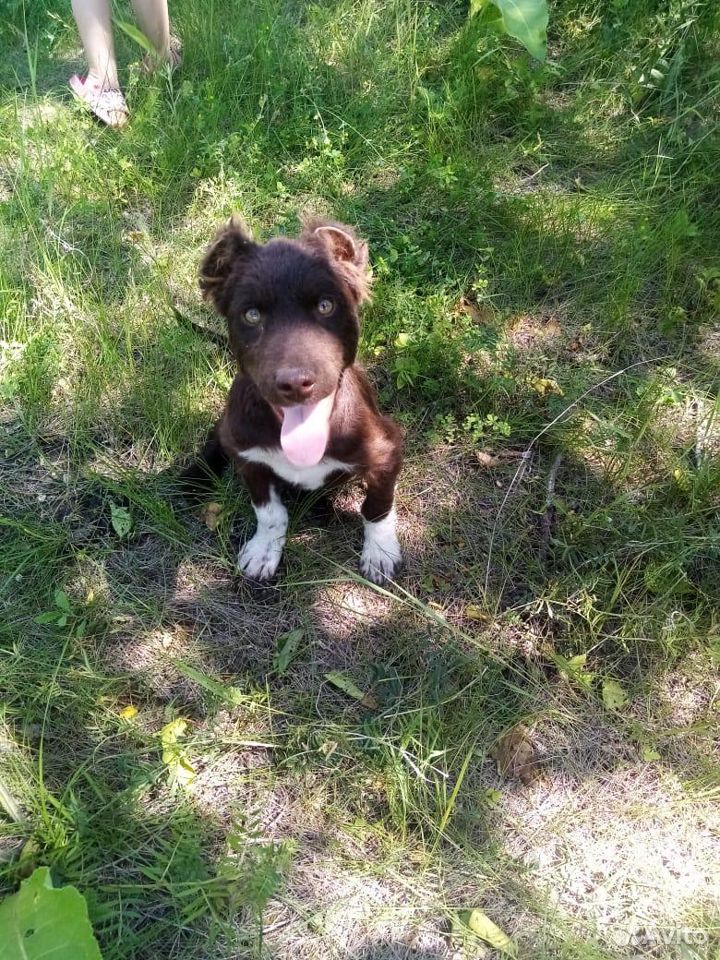 Ищет дом щенок не крупной Собачки Анри