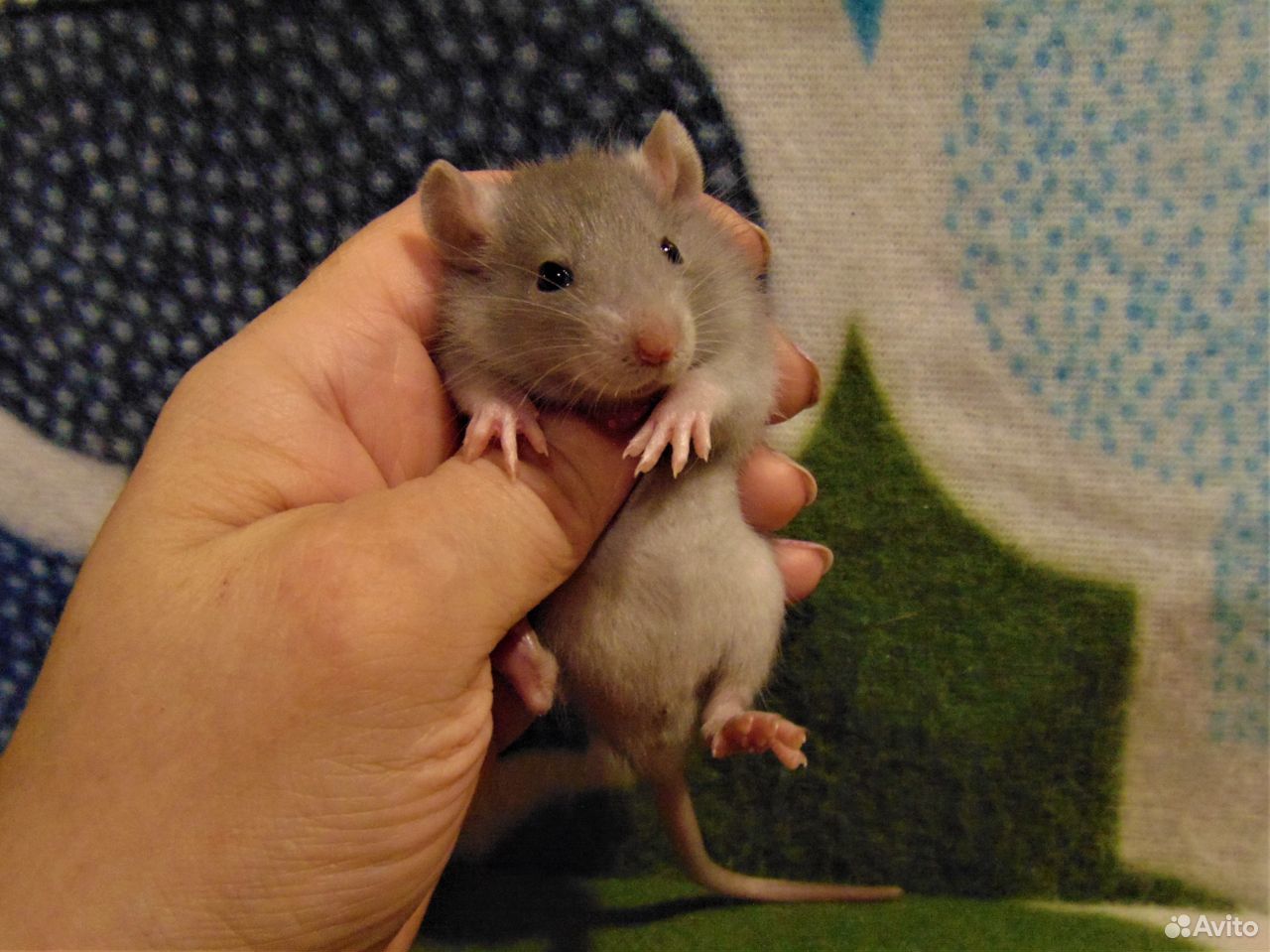 Крысята - девочки стандарт(микки - маусы), клетки