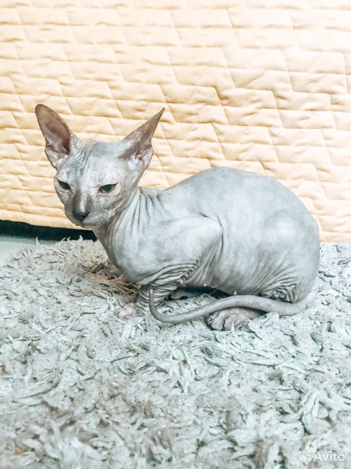 Котёнок сфинкс