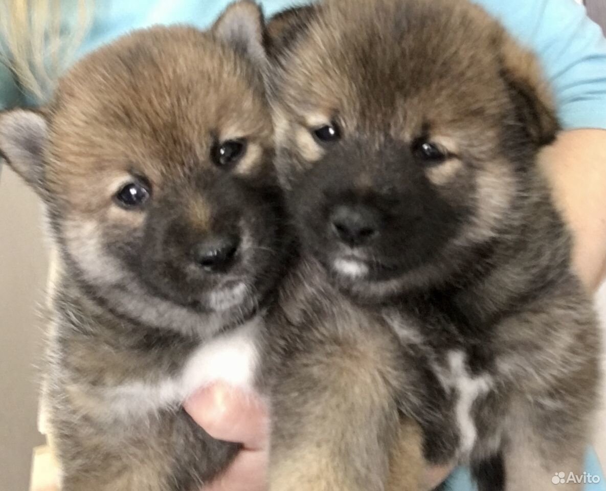 Щенок Сиба-ину