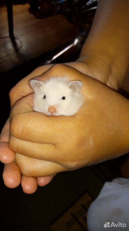 Хомяки сирийские отдадим