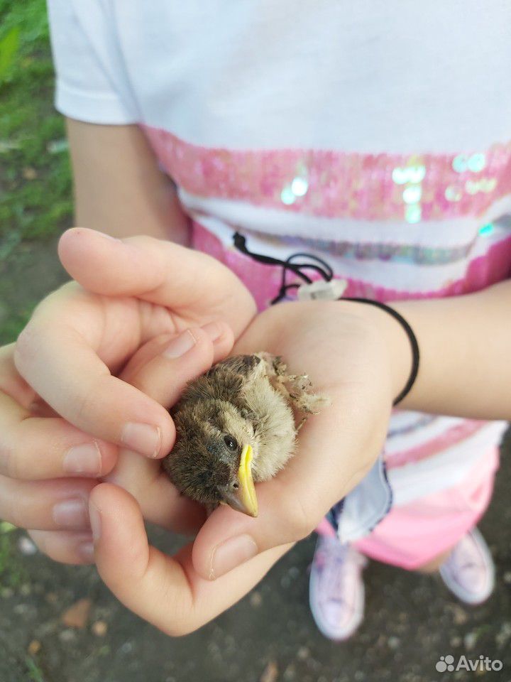 Надо пристроить птенца воробья