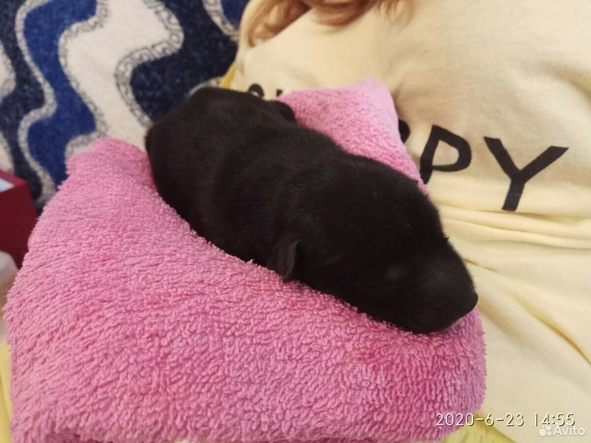 Щенок сука, 1 выжил, 5 погибли, кто то выбросил, о