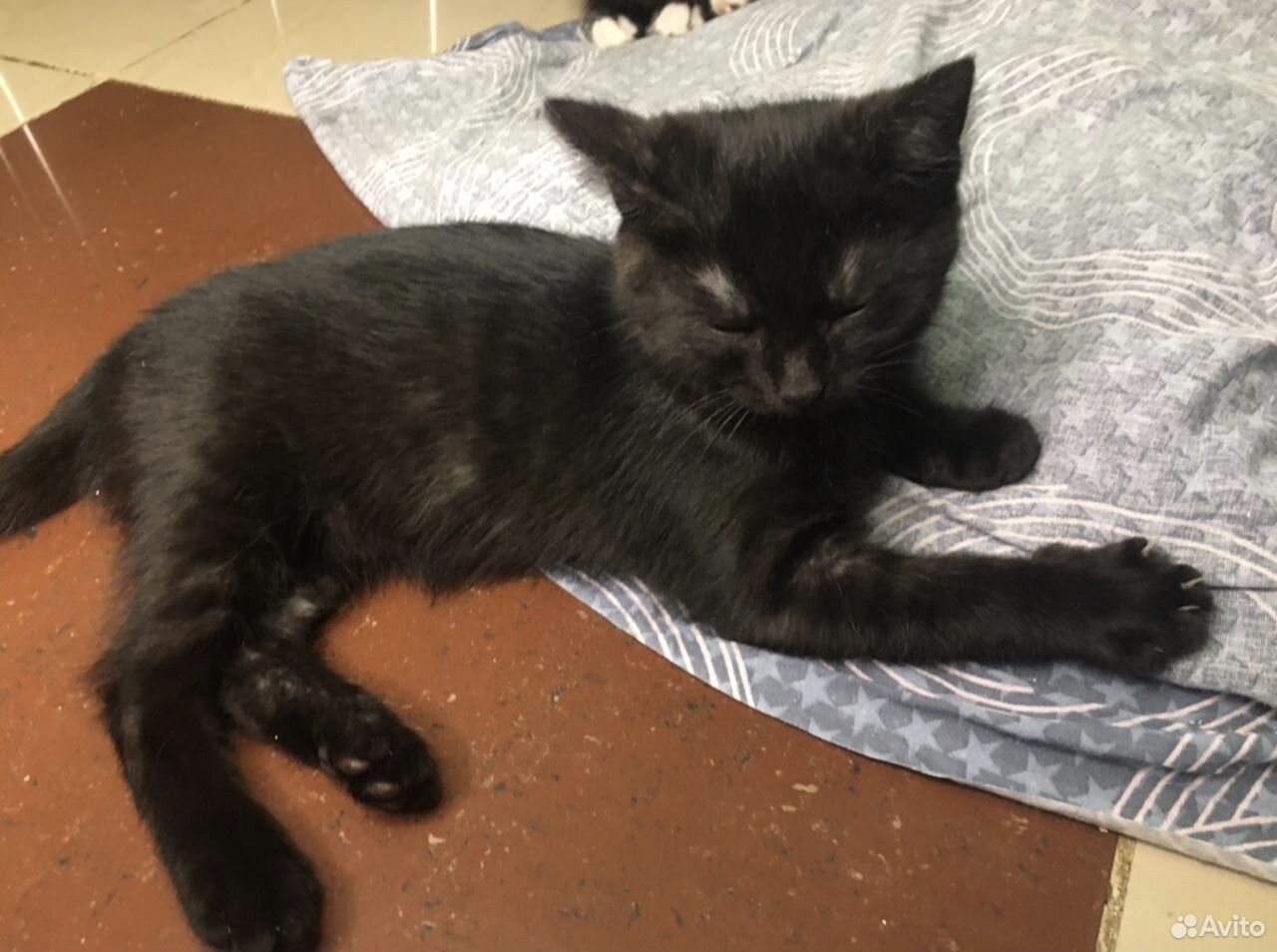 Котёнок