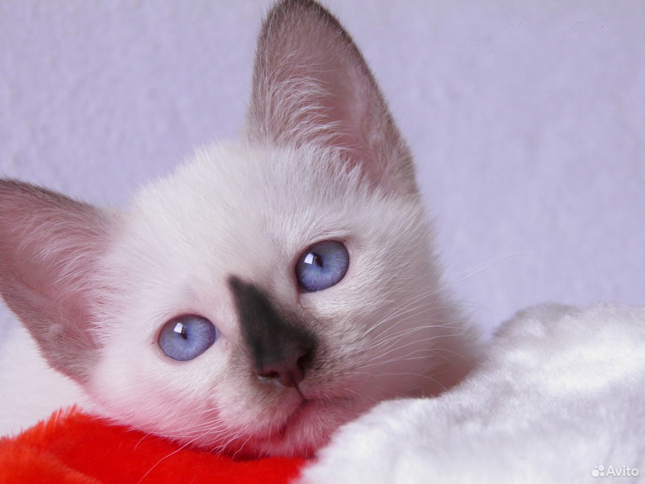 Ася - белая голубоглазая девочка 2,5 мес