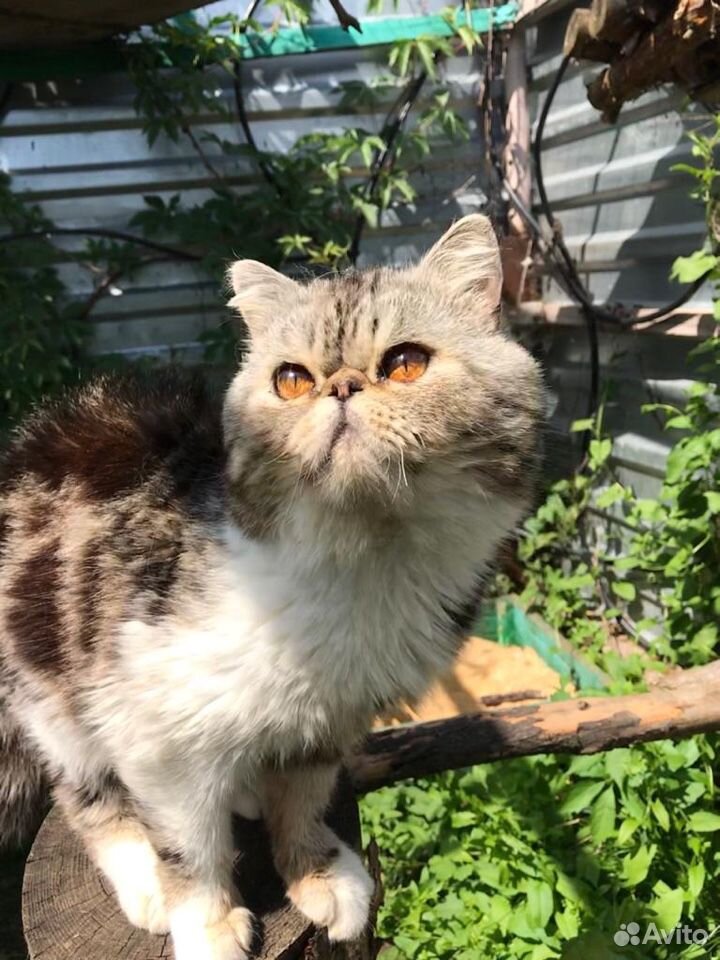 Экзотический кот