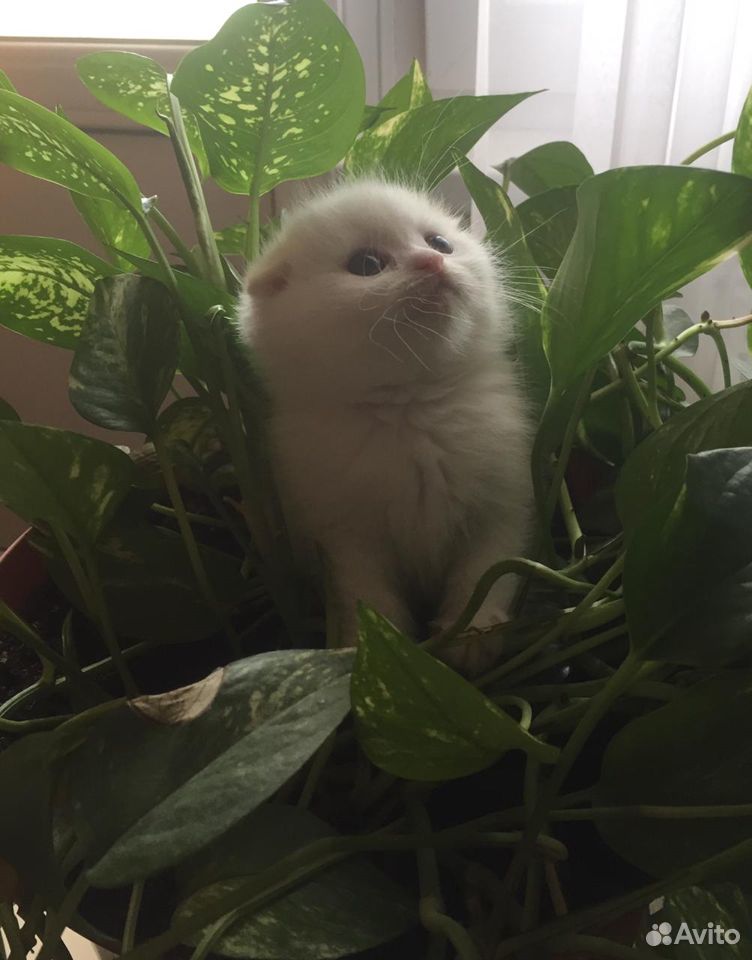 Шотландский вислоухий котенок
