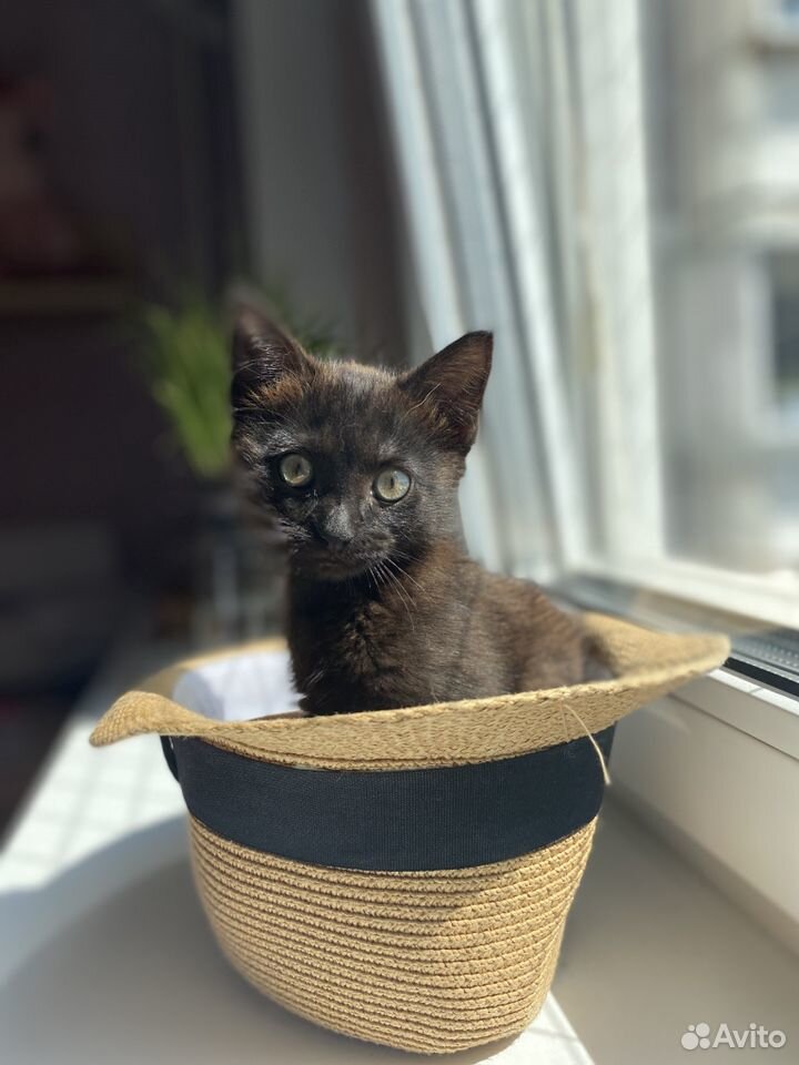 Котенок Флорида