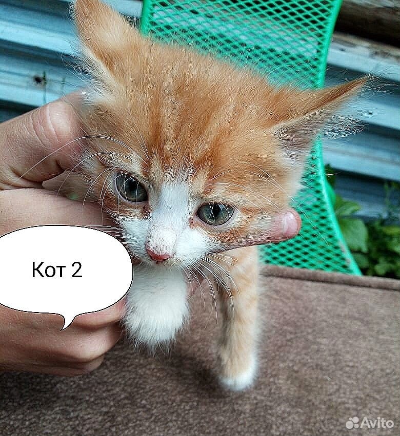 Котята крысоловы