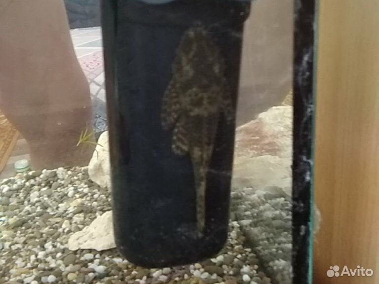 Сом анциструс