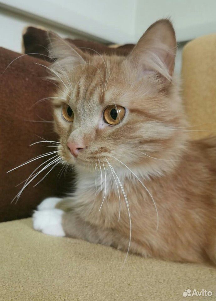 Маркиз шикарный котик