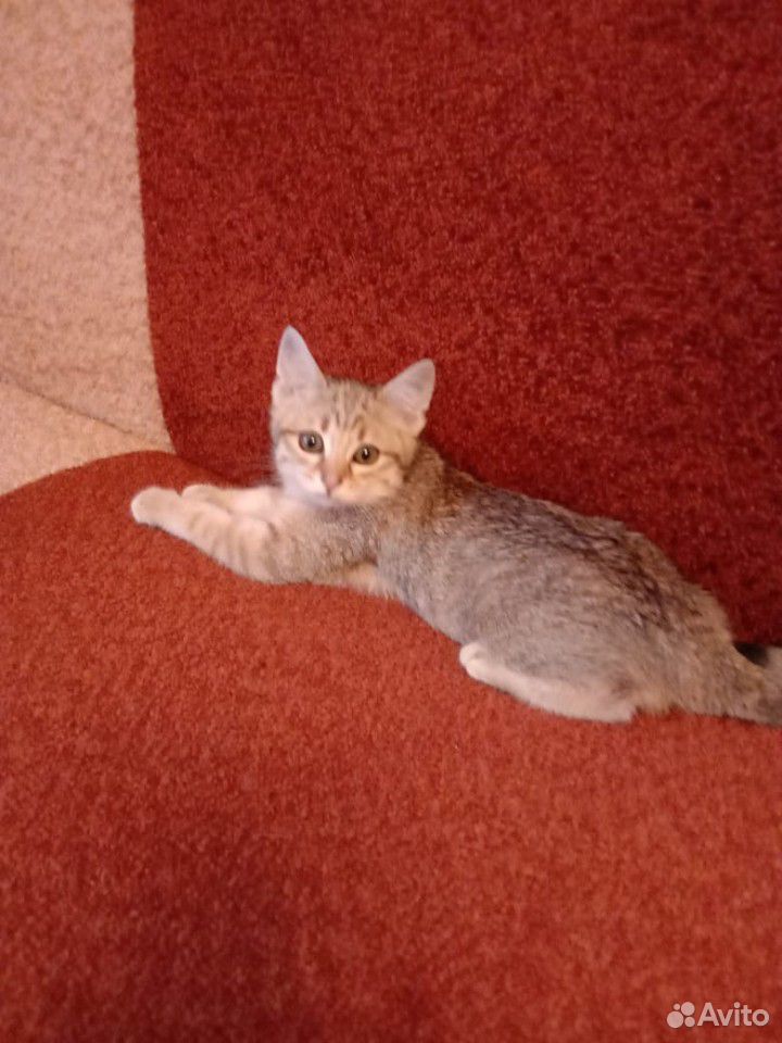 Котенок абиссинский мальчик Спартак 2,5мес