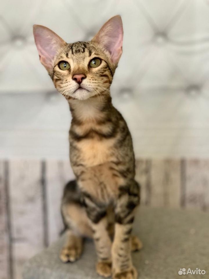 Котёнок саванна