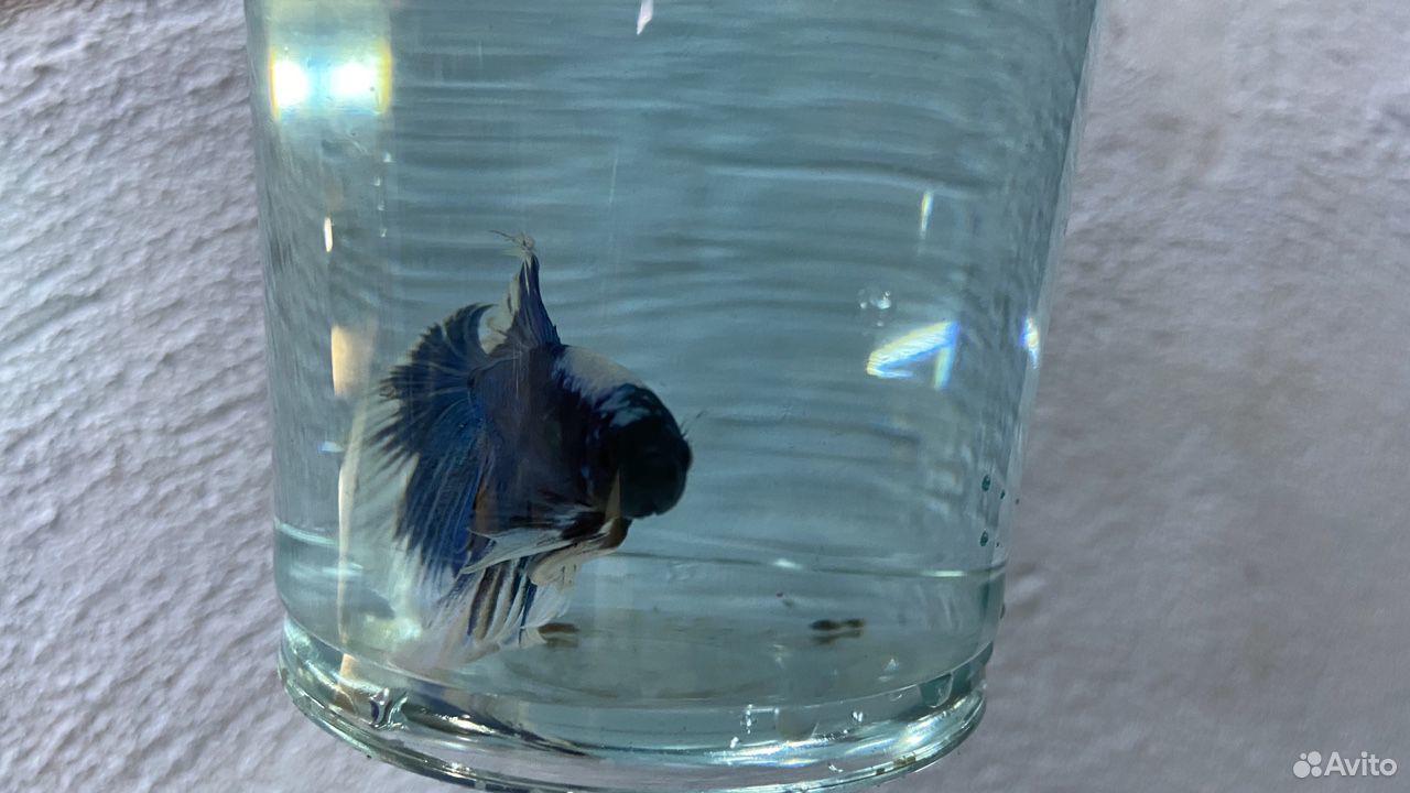 Петушок супердельта снежная бирюза